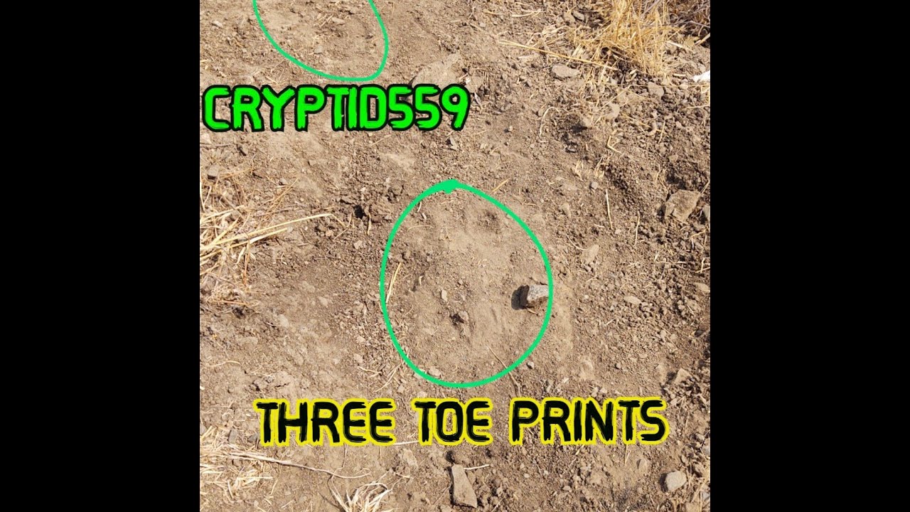 Cryptid Three Toe Foot Prints!! - YouTube