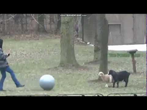 Heyecan ve Korkudan Kitlenip Bayılan Miyotonik Keçiler:
