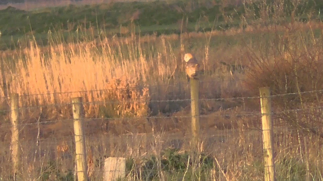 Barn Owl & Bittern boom Ouse Fen Cambridgeshire UK 22mar15 534p - YouTube