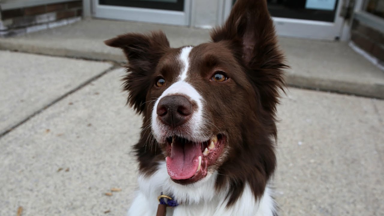 Dog plays Connect Four with its owner - YouTube