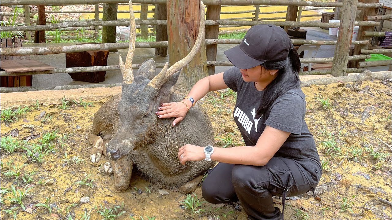 Hiking di Panbil Nature Reserve - Eco Edu Park | BATAM - YouTube