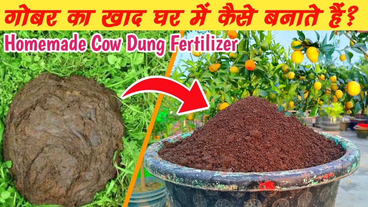 Gobar ki khad ghar par kaise banaye | How to make compost from cow dung ...
