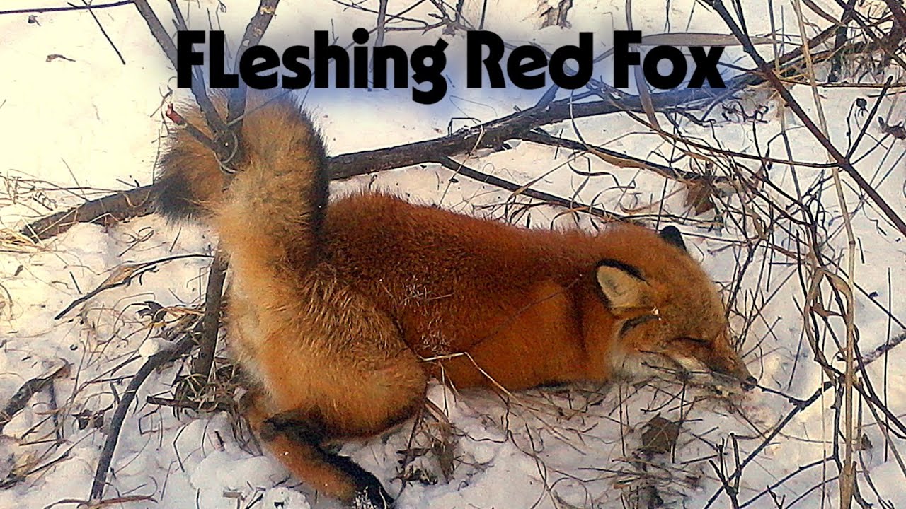 Fur Shed - Fleshing Red Fox - YouTube