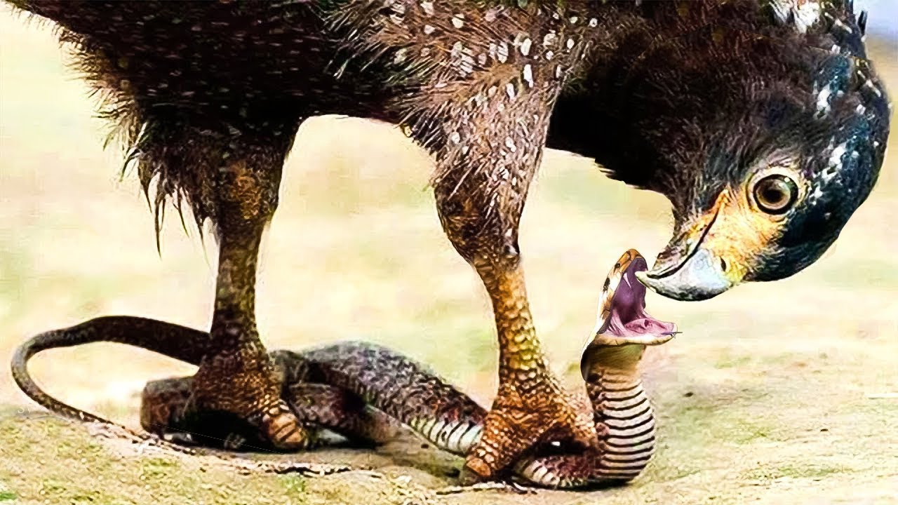 Breathtaking! This Is How Eagle Can Attack The Most Venomous Snakes In ...