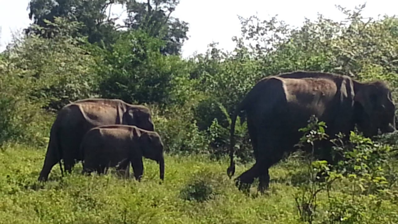Thun path rena, Wild elephants in Udawalawa National Park, beautiful ...