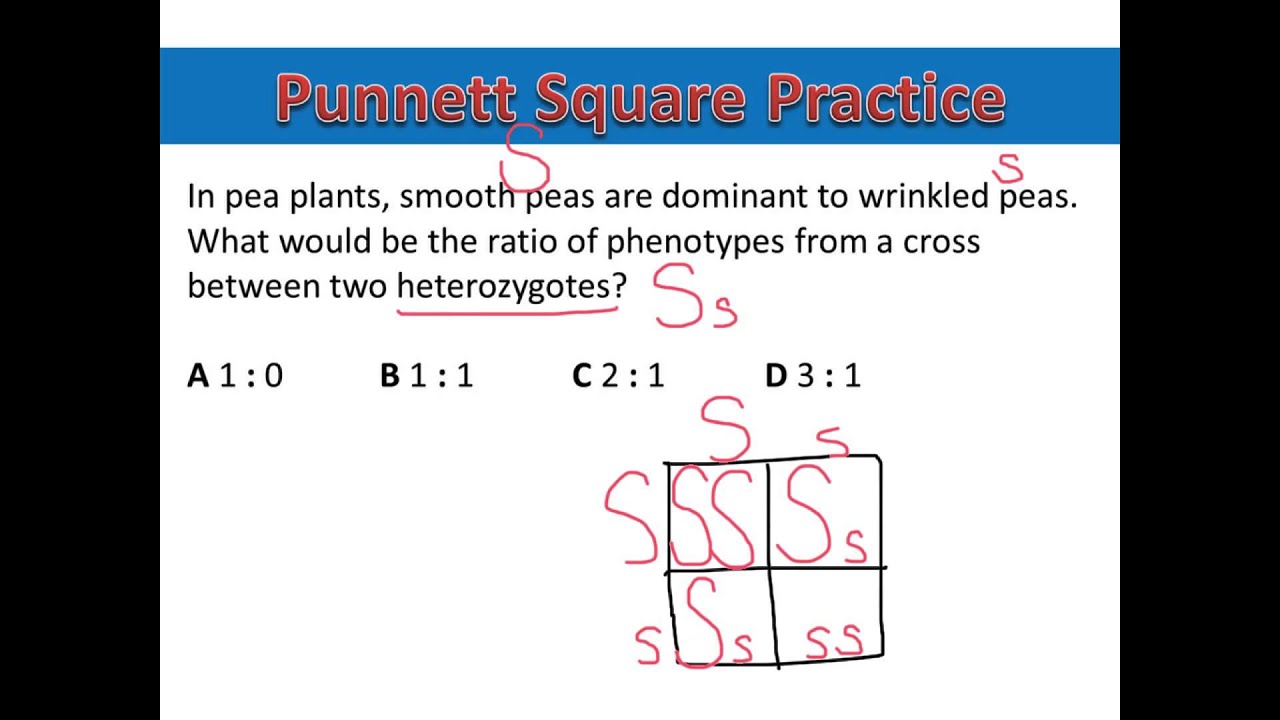 Punnett Square Practice #15 - YouTube