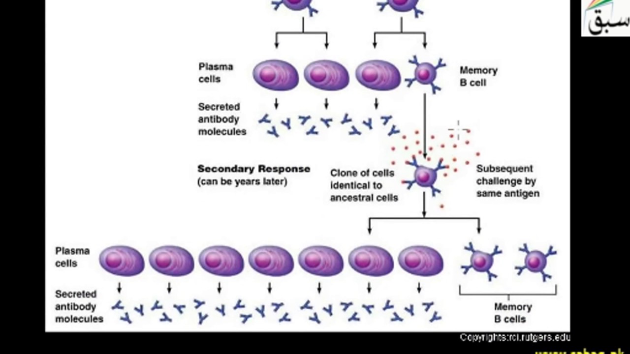 Role of Memory Cell in Immunity, Biology Lecture | Sabaq.pk | - YouTube