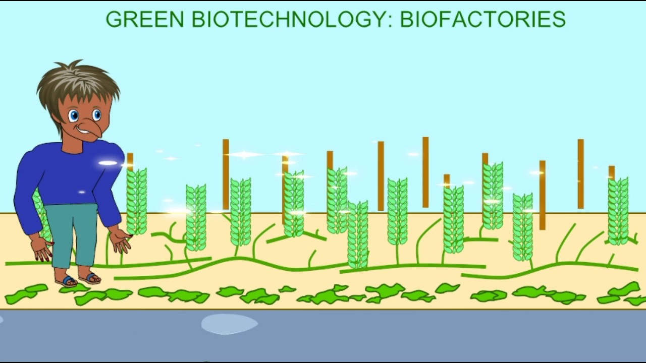 GREEN BIOTECHNOLOGY 1 - YouTube