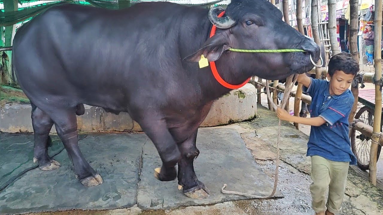 Big Buffalo in Bangladesh 2022 | gabtoli buffalo new collection 2022 ...