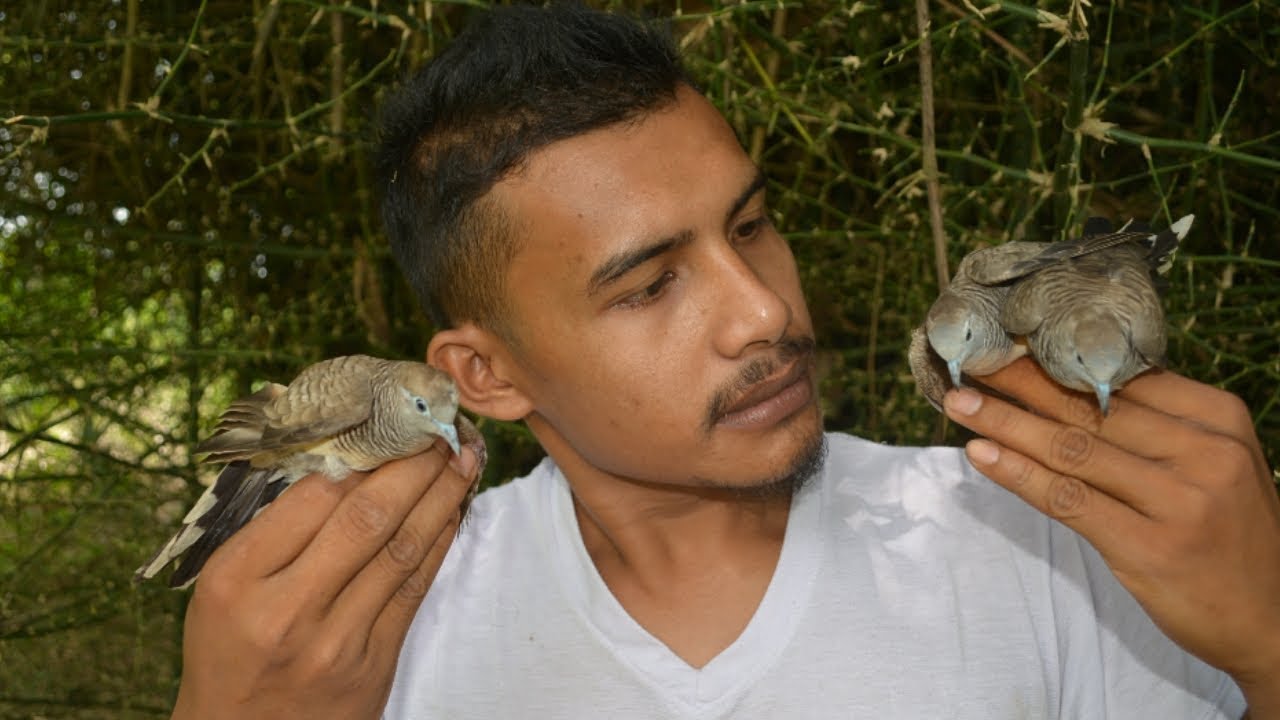 cara mudah jebak burung perkutut tanpa meleset | easy bird trap - YouTube