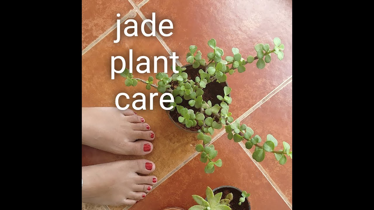 How to save your jade plant ,All problem of jade plant SOLVED - YouTube