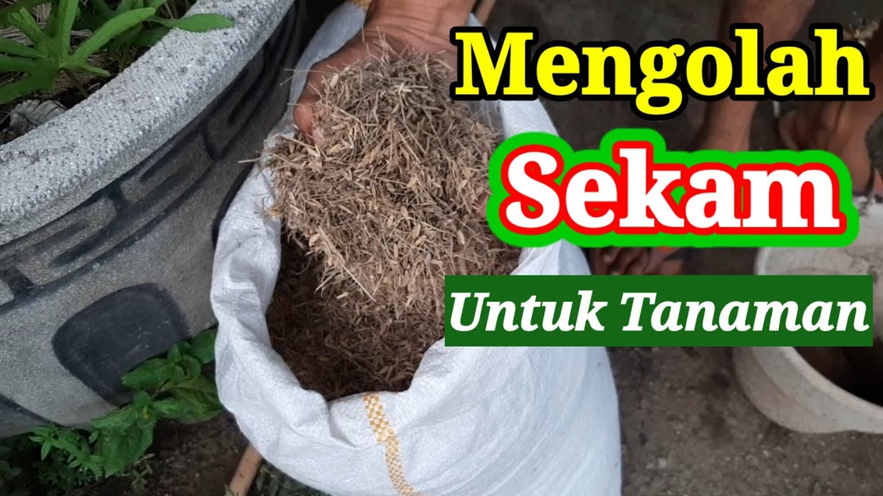 Panduan Lengkap cara mengolah sekam untuk tanaman - YouTube