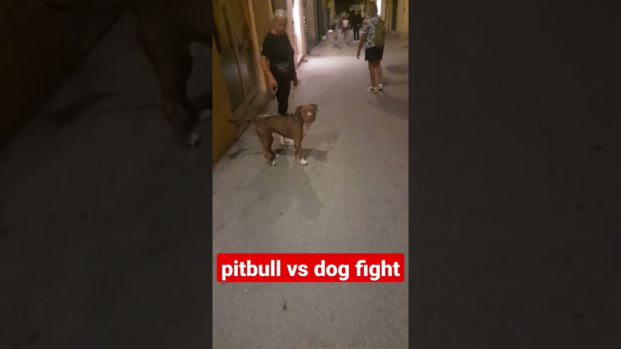 pitbull vs dogo argentino fight!!😱😱 - YouTube