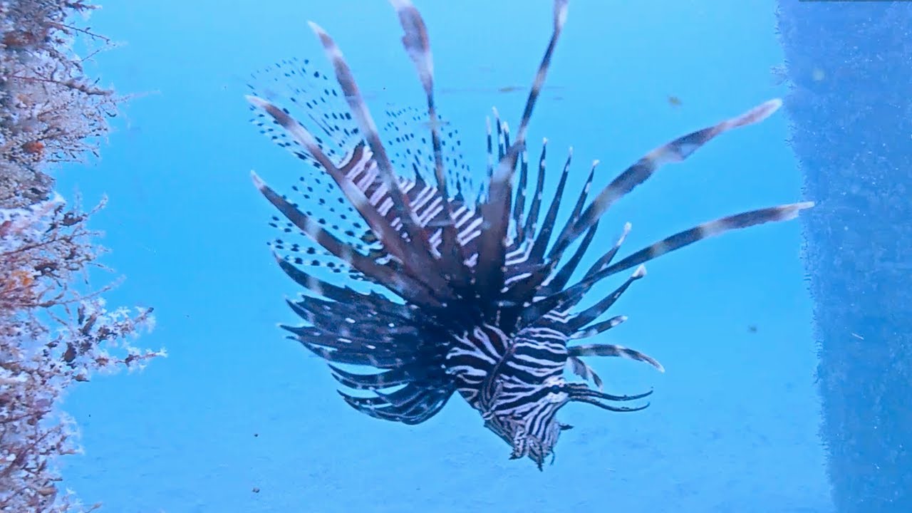 Massive Hammerhead Up Close & a Lionfish Goes on the Attack - October ...