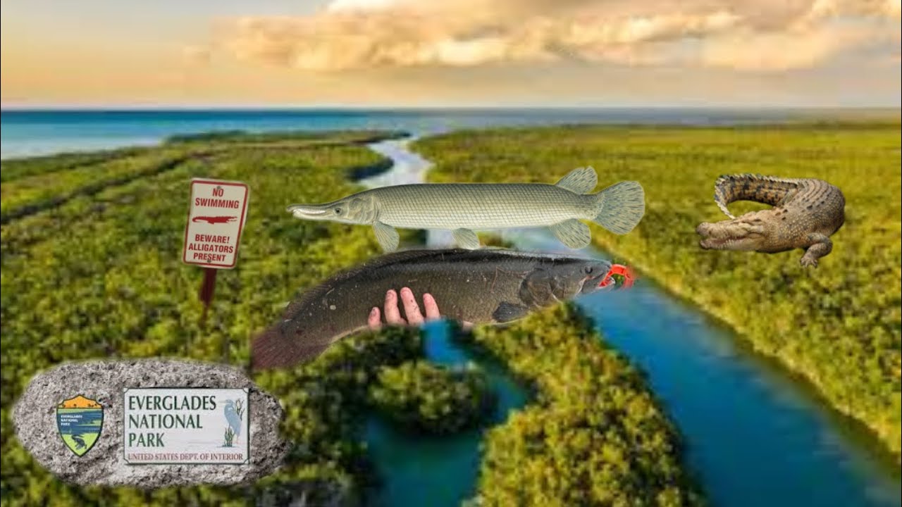 Fishing and hunting for snakes in the Florida Everglades! - YouTube