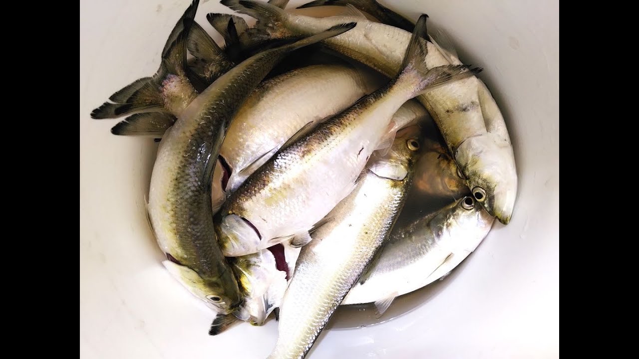 Skipjack Bait Video!! NO BOAT NEEDED!! - YouTube