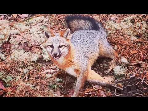 Trap check and a nice little gray fox waiting for us - YouTube