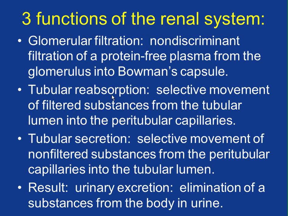 Renal lecture 1 - YouTube