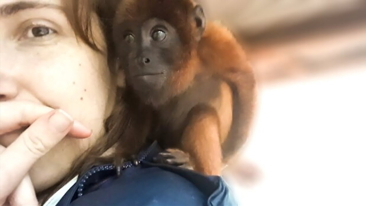 Orphaned howler monkey makes the most adorable noises - YouTube