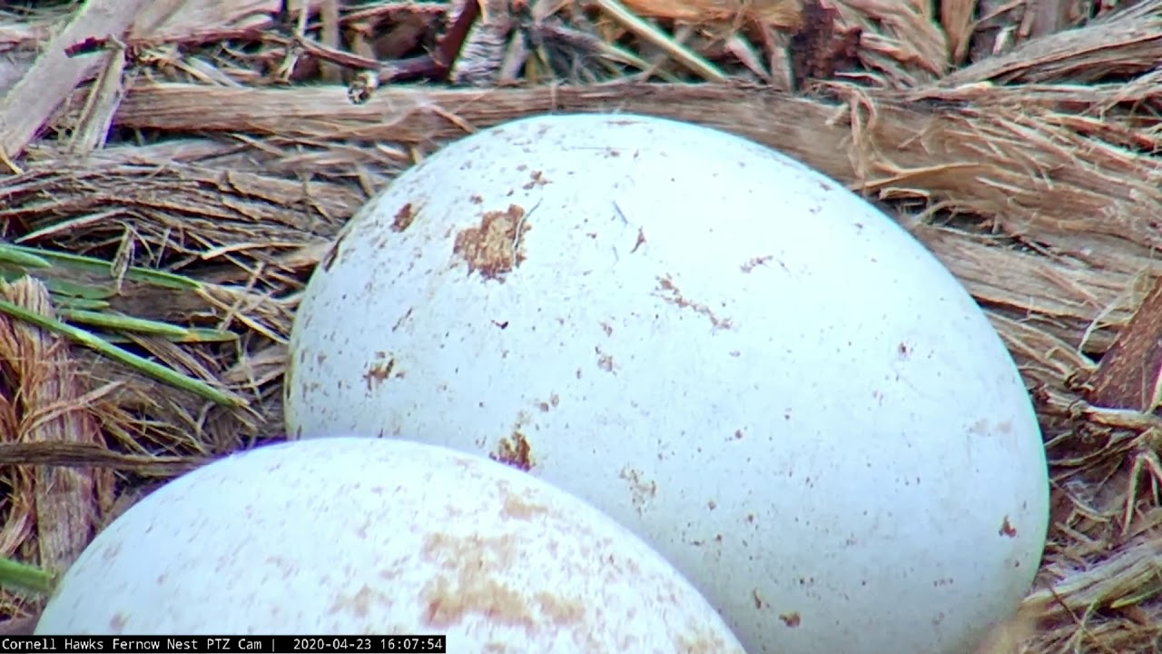 First Pip! First Red-tailed Hawk Chick Begins To Hatch On #CornellHawks ...