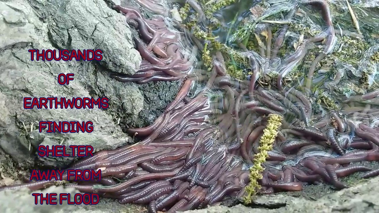 Thousands of earthworms finding shelter away from the flood + Memorial ...