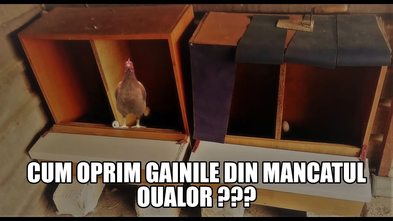 SOLUTII PENTRU GAINILE CARE MANANCA OUA !!! (CUIBAR INCLINAT) .#diy ...