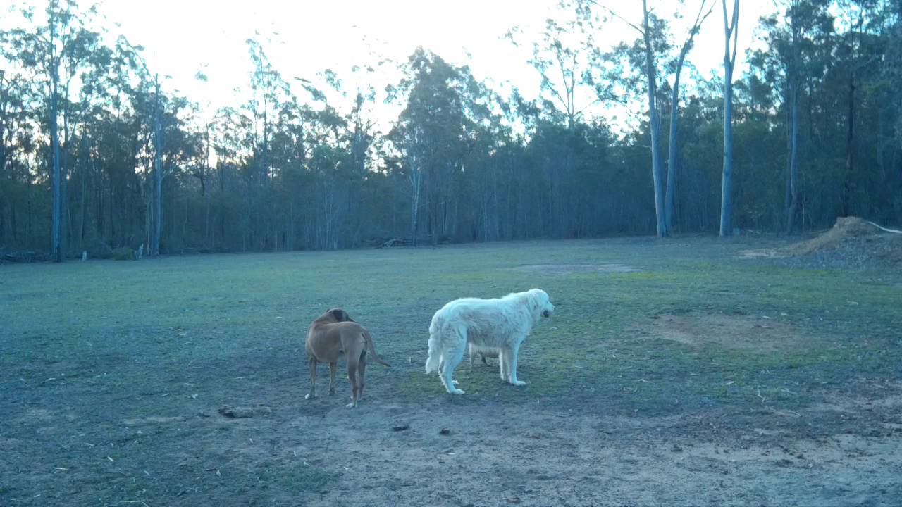 Bonsai Low Flying with Dogs attached - YouTube