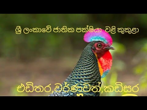 The national bird of Sri Lanka - YouTube