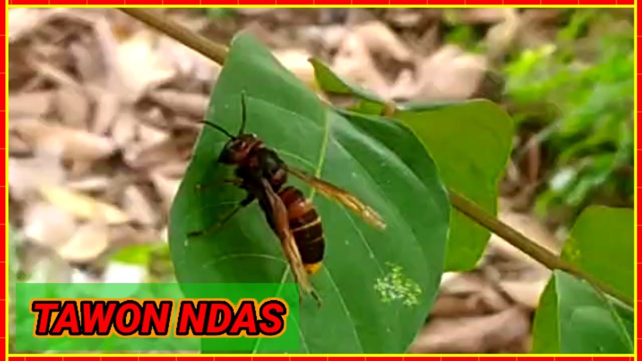 Lebah/tawon ndas - YouTube