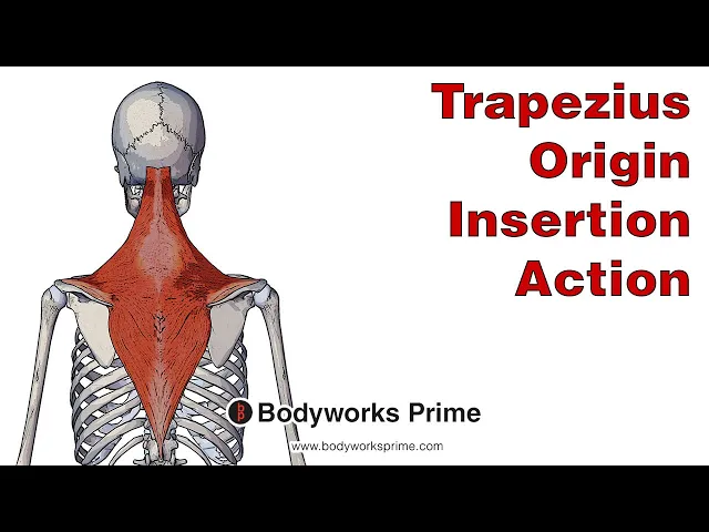 Rhomboids Origin And Insertion