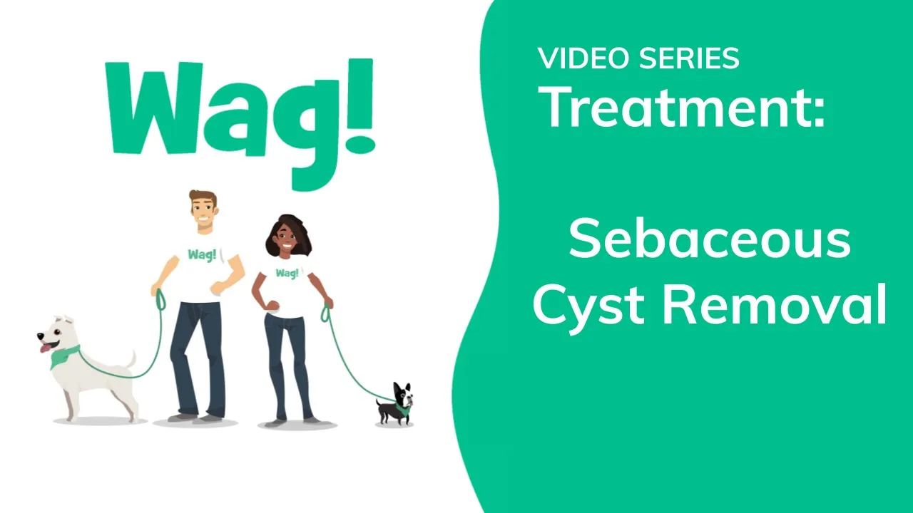 Dog Sebaceous Cyst Removal