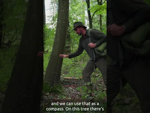 The Tree Root Compass - The Natural Navigator