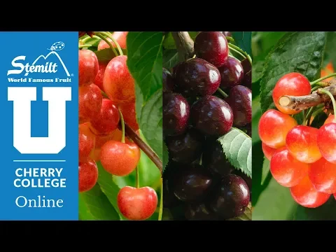 Stemilt Cherry Expert