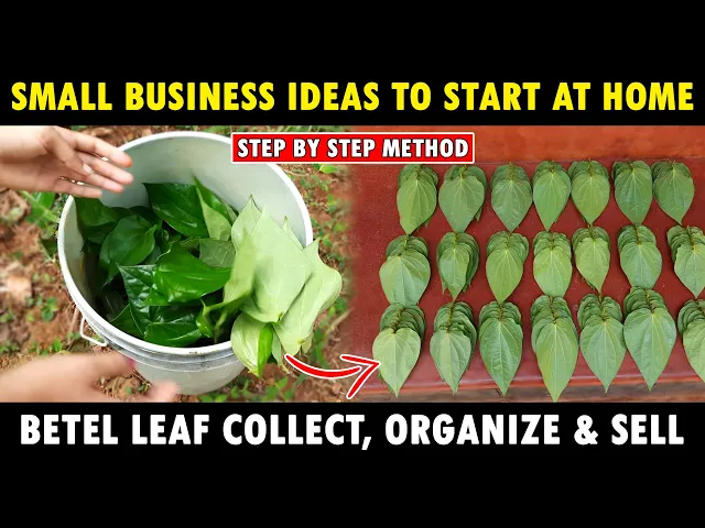 Betel Leaf Farm | How To Collect, Organize & Sell Betel Leaf | Small ...