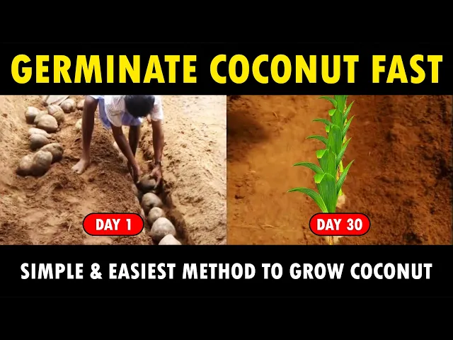 How to Germinate Coconut Seeds Fast..? Coconut Planting Method