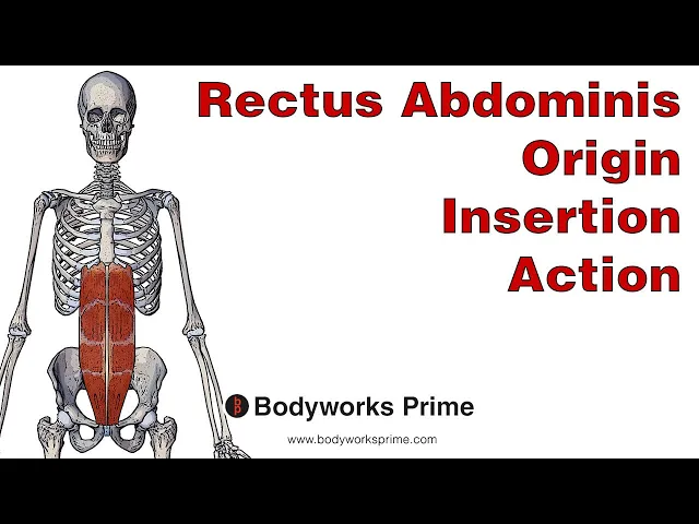 Rectus Abdominis Muscle