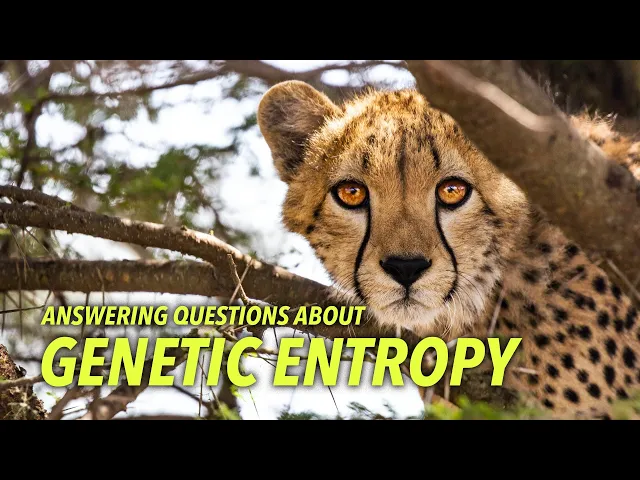 Answering Questions About Genetic Entropy · Videos · Creation.com