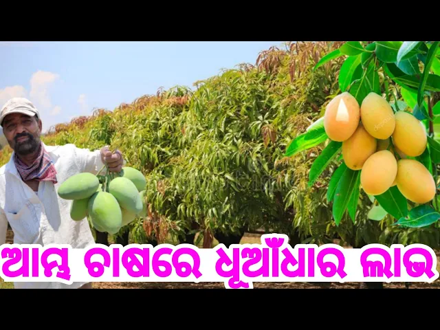 Mango Farming in Odisha most profitable Farming business with all ...