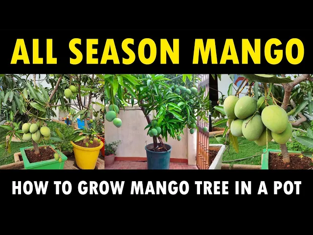 All Season Mango Tree Growing | Best Mango Variety (All time mango)