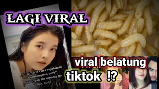 Belatung Yang Lagi Viral Di Tiktok MP4 and MP3 Download