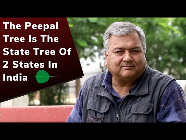 The importance of the Peepal tree in the states of India