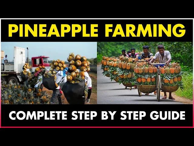 Pineapple Farming / Pineapple Cultivation | Planting, Care and ...