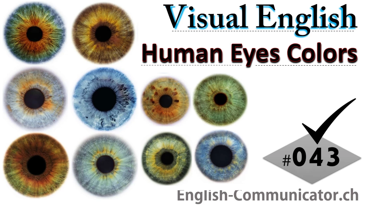#043 Visual English Language Learning Practical Vocabulary Human Eyes ...
