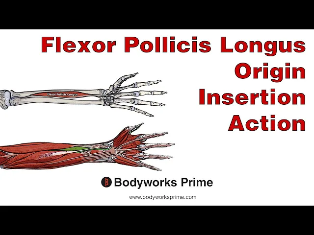 Extensor Pollicis Longus Origin And Insertion