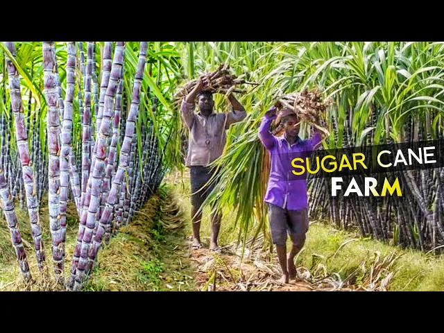 SUGAR CANE FARMING | Sugarcane Planting Method | আখ চাষের পদ্ধতি ...