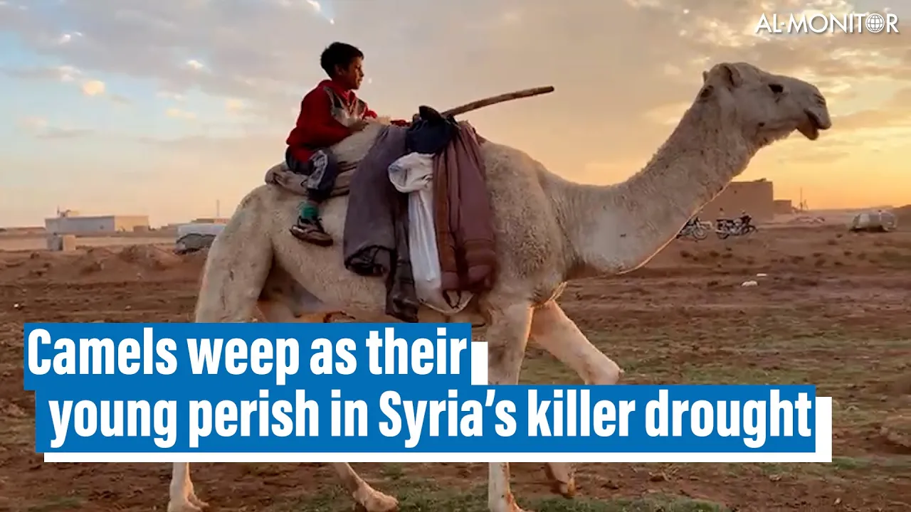 Camels weep as their young perish in Syria’s killer drought - Al ...