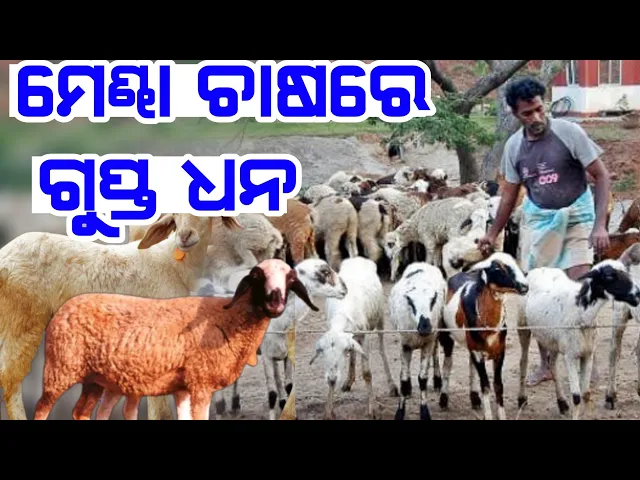 Mendha Sheep Farming low investment heavy profit full details in Odia ...