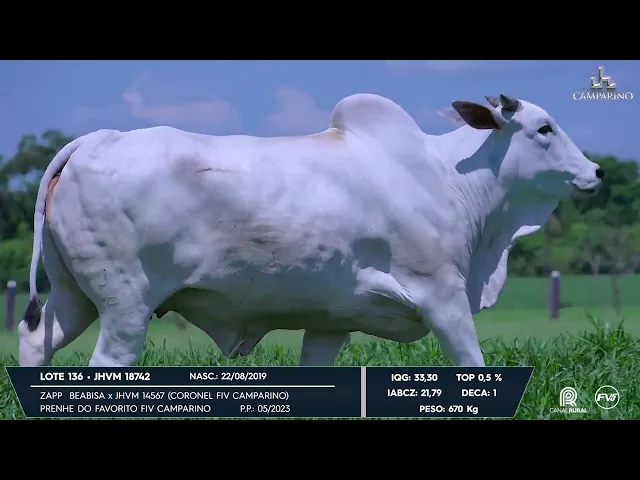 Lote 136 - Matriz Nelore JHVM-18742 - 2° LEILÃO MATRIZES CAMPARINO - erural