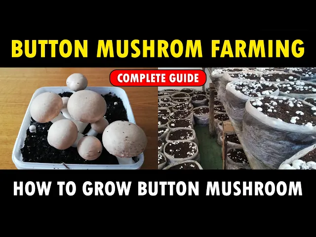 Button Mushroom Farming / Button Mushroom Cultivation | How to grow ...