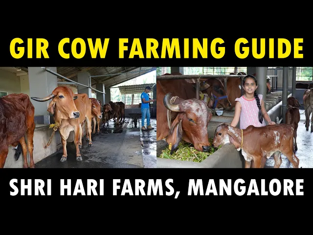 Gir Cow Farming (Complete Guide) | Shri Hari Dairy Farm, Mangalore